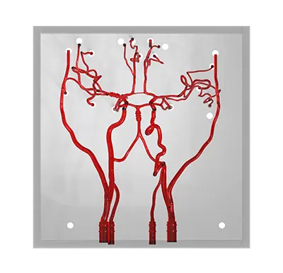 Intracranial Vascular Simulation Models Manufacturer, Circle of Willis ...
