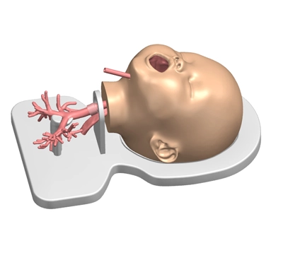 Pediatric Bronchoscope Simulation Model Manufacturer | Preclinic Medtech