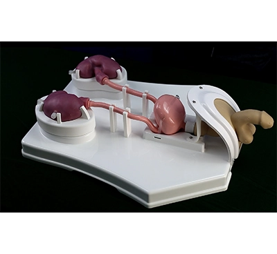 Human Urinary System Model Manufacturer, Urinary System Anatomy Model ...