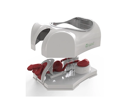 Human Urinary System Model Manufacturer, Urinary System Anatomy Model ...