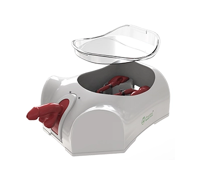 Human Urinary System Model Manufacturer, Urinary System Anatomy Model ...