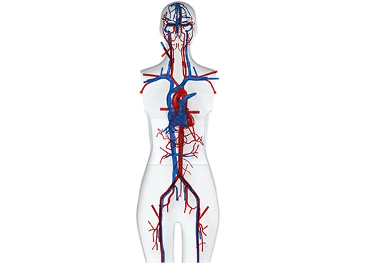 Silicone Full Body Vascular Models Manufacturer, Vascular System Model ...