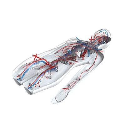 Silicone Full Body Vascular Models Manufacturer, Vascular System Model ...