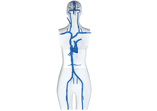 Silicone Full Body Vascular Models Manufacturer, Vascular System Model ...