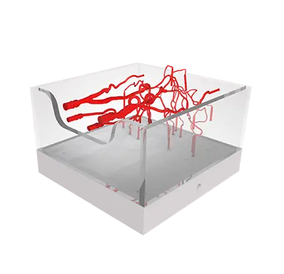 Intracranial Vascular Simulation Models Manufacturer, Circle of Willis ...