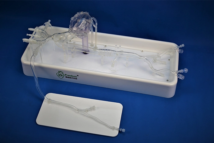 Silicone Vessels Simulation Model Manufacturer, Vascular Simulation ...