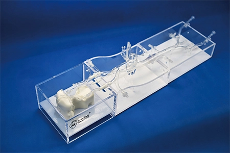 Superior and Inferior Vena Cava - Lower Extremity Vein Simulation Model ...