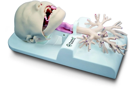 Bronchoscopy Simulator Manufacturer, Bronchoscopy Training Model ...