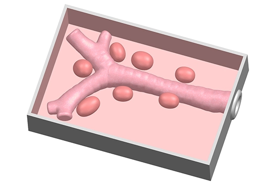 Endobronchial Ultrasound Training Model Manufacturer, Ultrasonic ...