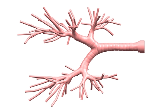 Bronchoscopy Simulator Manufacturer, Bronchoscopy Training Model ...